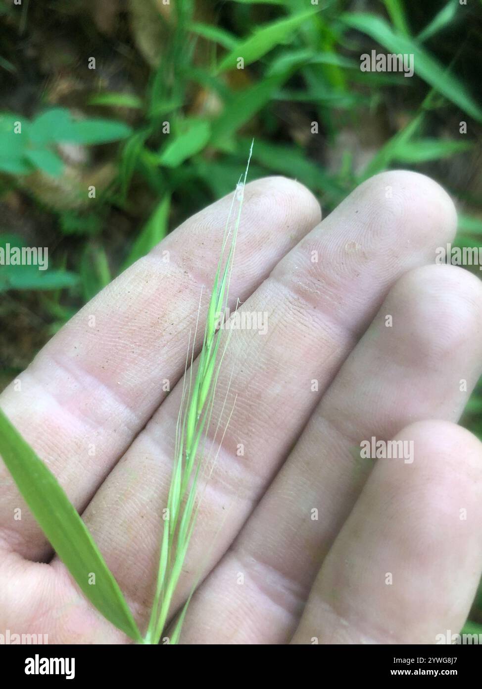 Long awned hi-res stock photography and images - Alamy