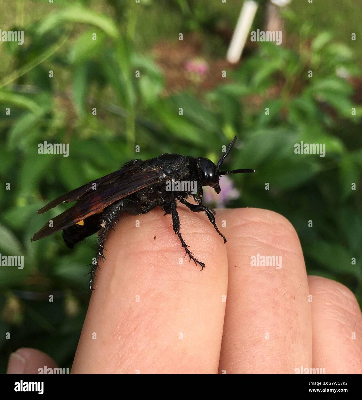 Large Four-spotted Scoliid Wasp (Pygodasis quadrimaculata Stock Photo ...