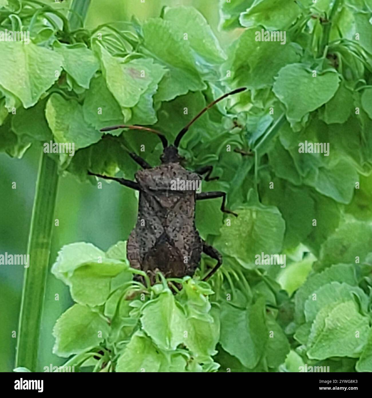 Dock Bug (Coreus marginatus Stock Photo - Alamy