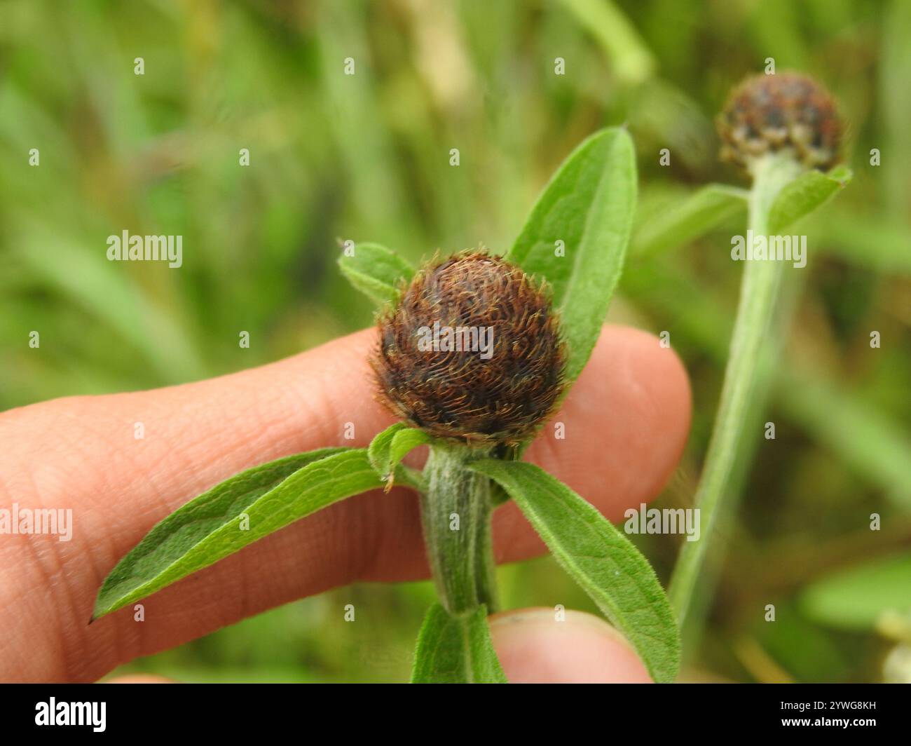 Gall and Rust Mites (Eriophyidae Stock Photo - Alamy