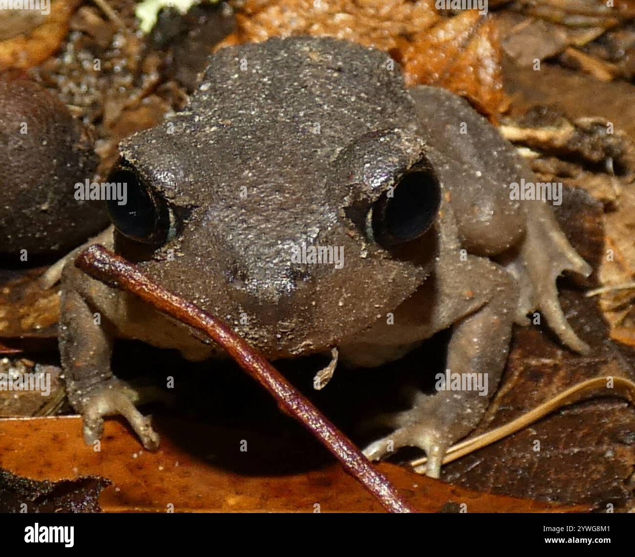 Eastern Spadefoot (Scaphiopus holbrookii Stock Photo - Alamy