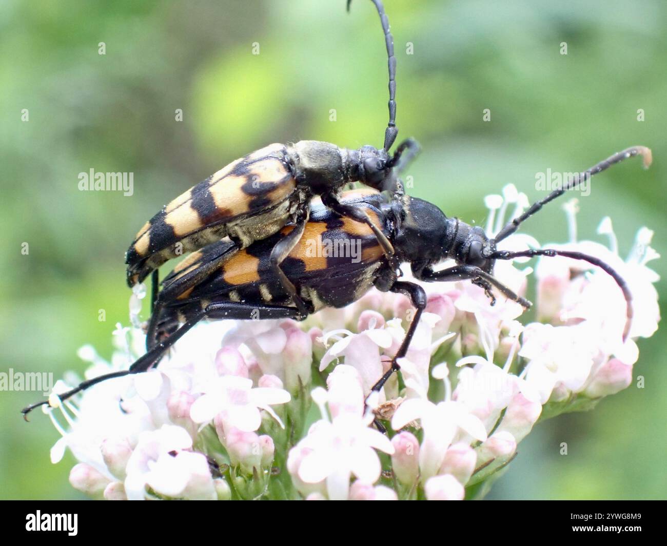 Four Banded Longhorn Beetle Leptura Quadrifasciata Stock Photo Alamy
