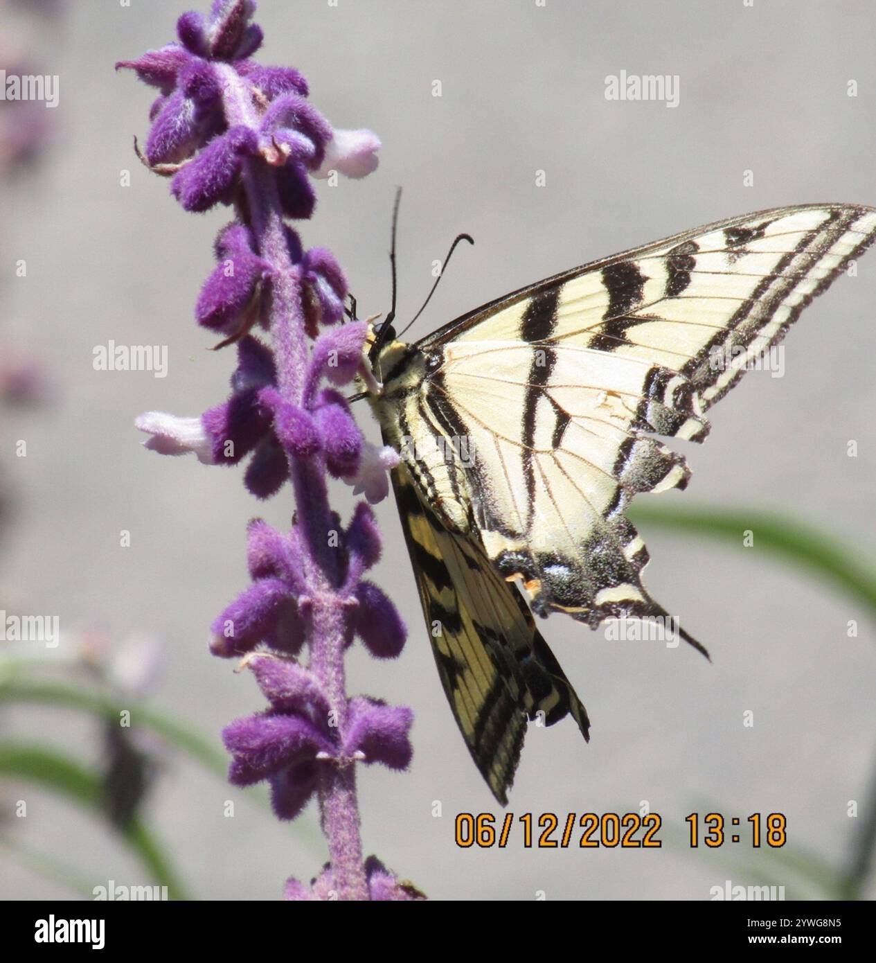 Western Tiger Swallowtail (Papilio rutulus Stock Photo - Alamy
