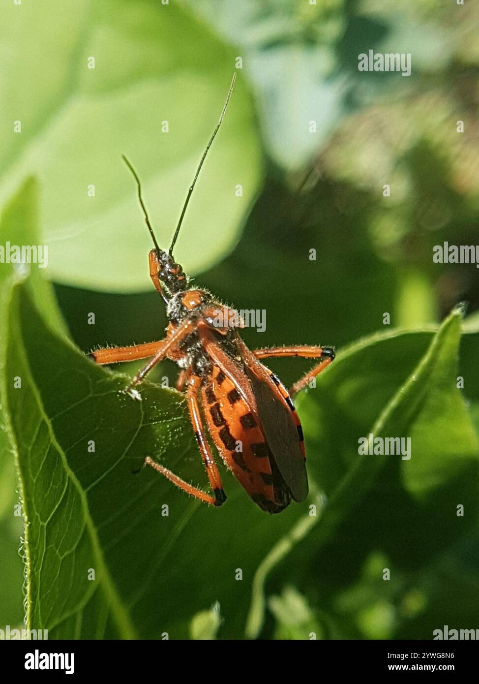 Flower Assassin Bugs (Rhynocoris Stock Photo - Alamy