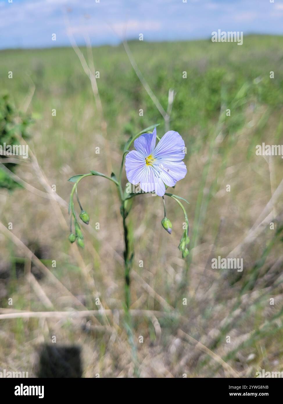 Lewis flax (Linum lewisii Stock Photo - Alamy