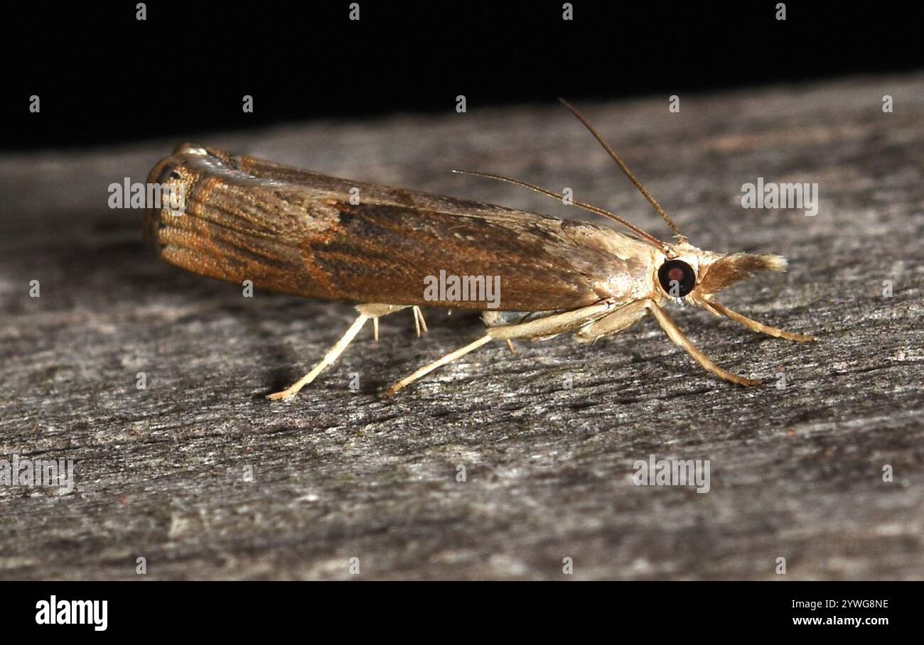 Bluegrass Webworm Moth (Parapediasia teterrellus Stock Photo - Alamy