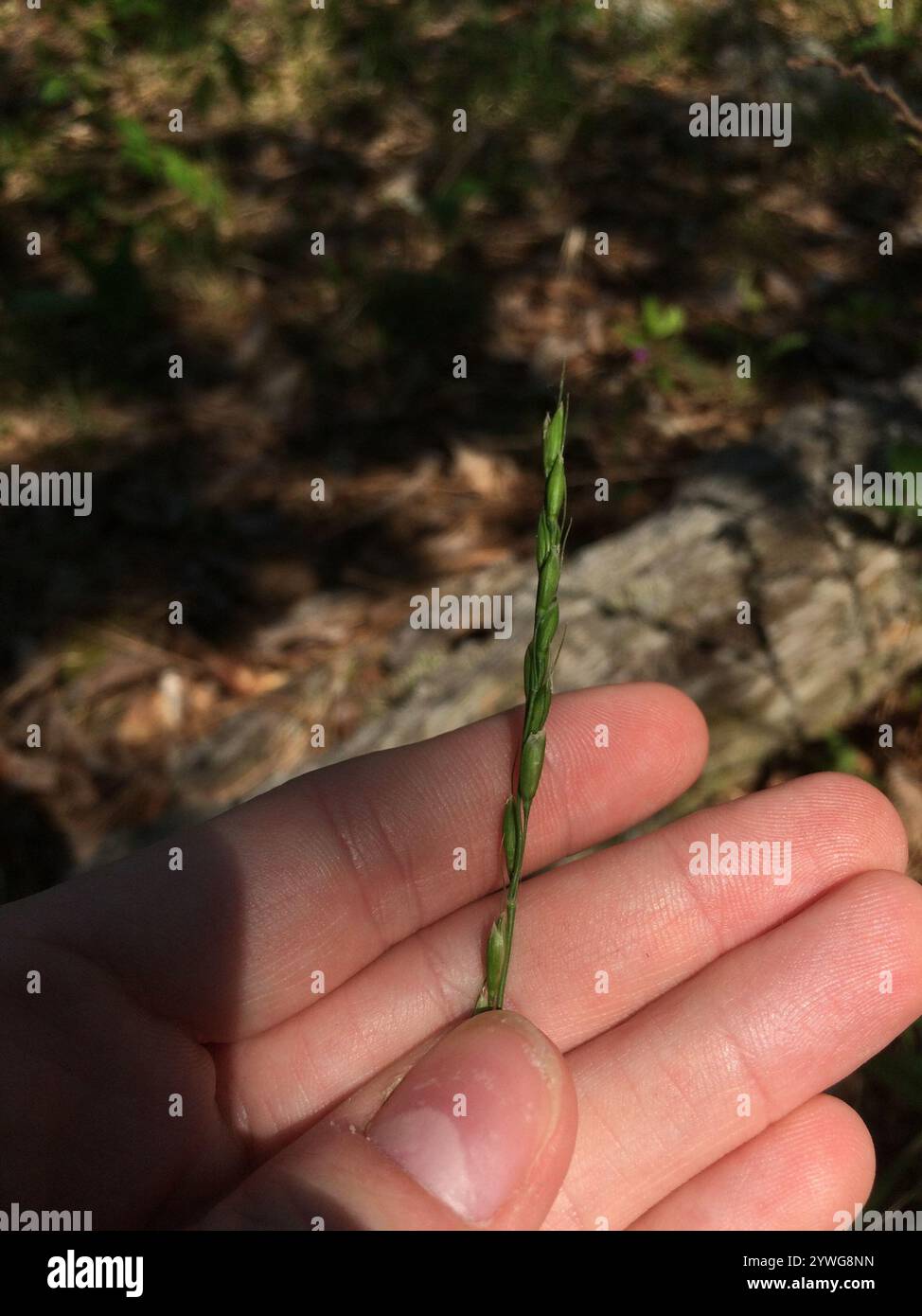 White-grained Mountain-ricegrass (Oryzopsis asperifolia Stock Photo - Alamy