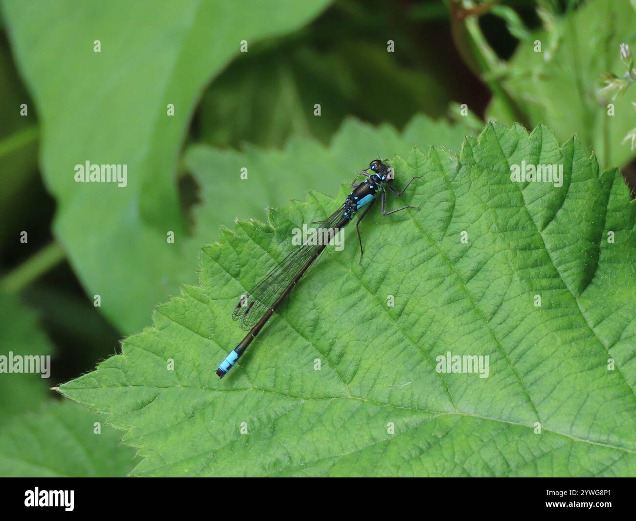 Pacific Forktail (Ischnura cervula Stock Photo - Alamy