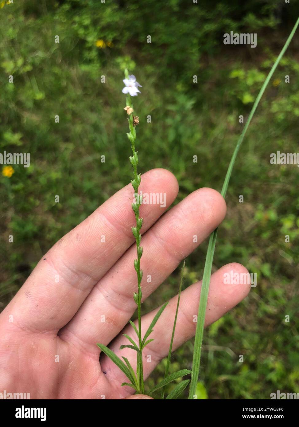 Narrowleaf Vervain (Verbena simplex Stock Photo - Alamy
