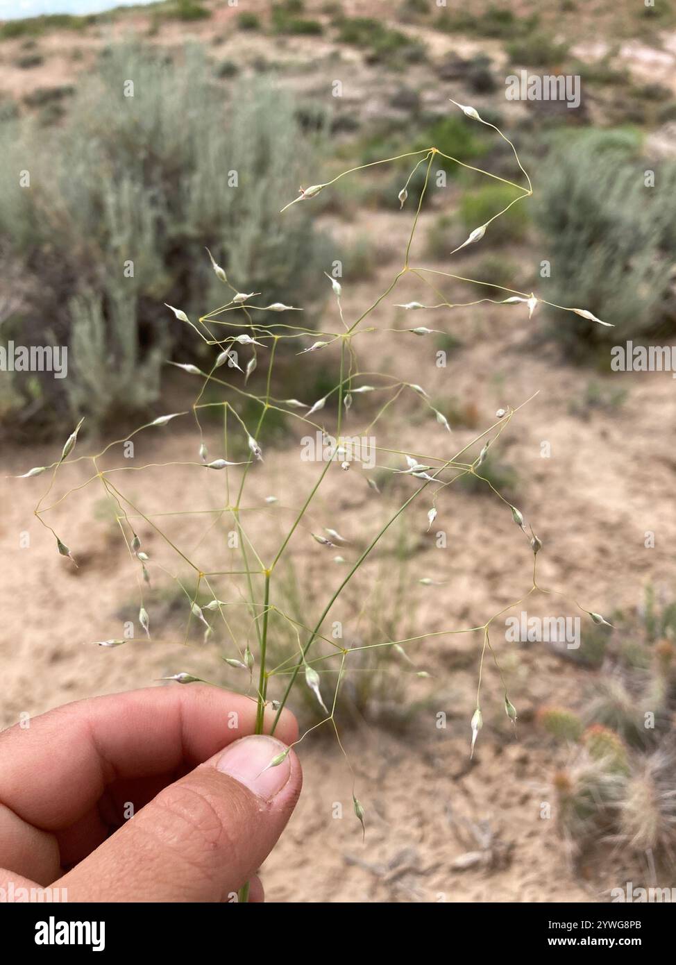 Sand Ricegrass (Eriocoma hymenoides Stock Photo - Alamy
