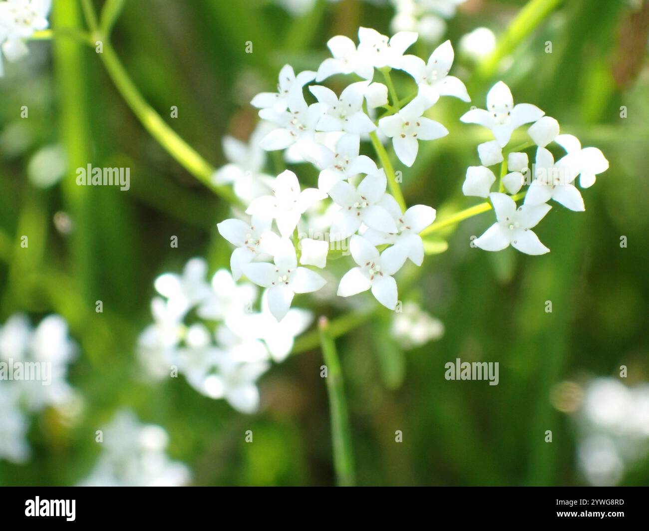 Common Marsh-bedstraw (Galium palustre Stock Photo - Alamy