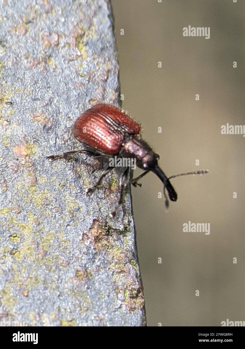 Apple Fruit Weevil (Tatianaerhynchites aequatus Stock Photo - Alamy