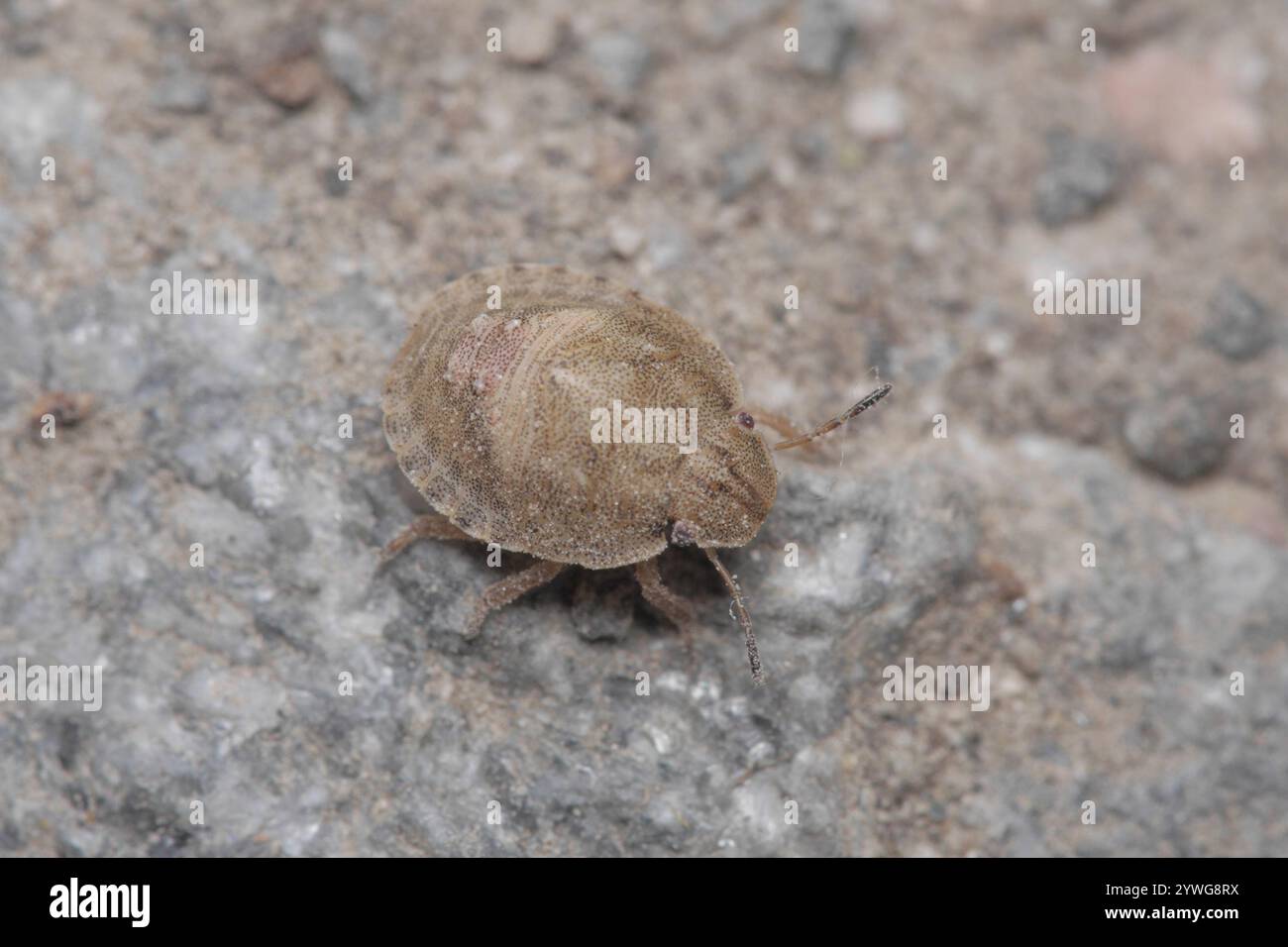 European Tortoise Bug (Eurygaster maura Stock Photo - Alamy