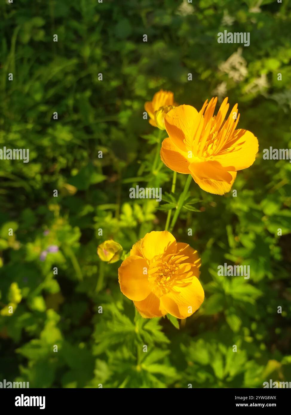 Chinese globeflower (Trollius chinensis Stock Photo - Alamy