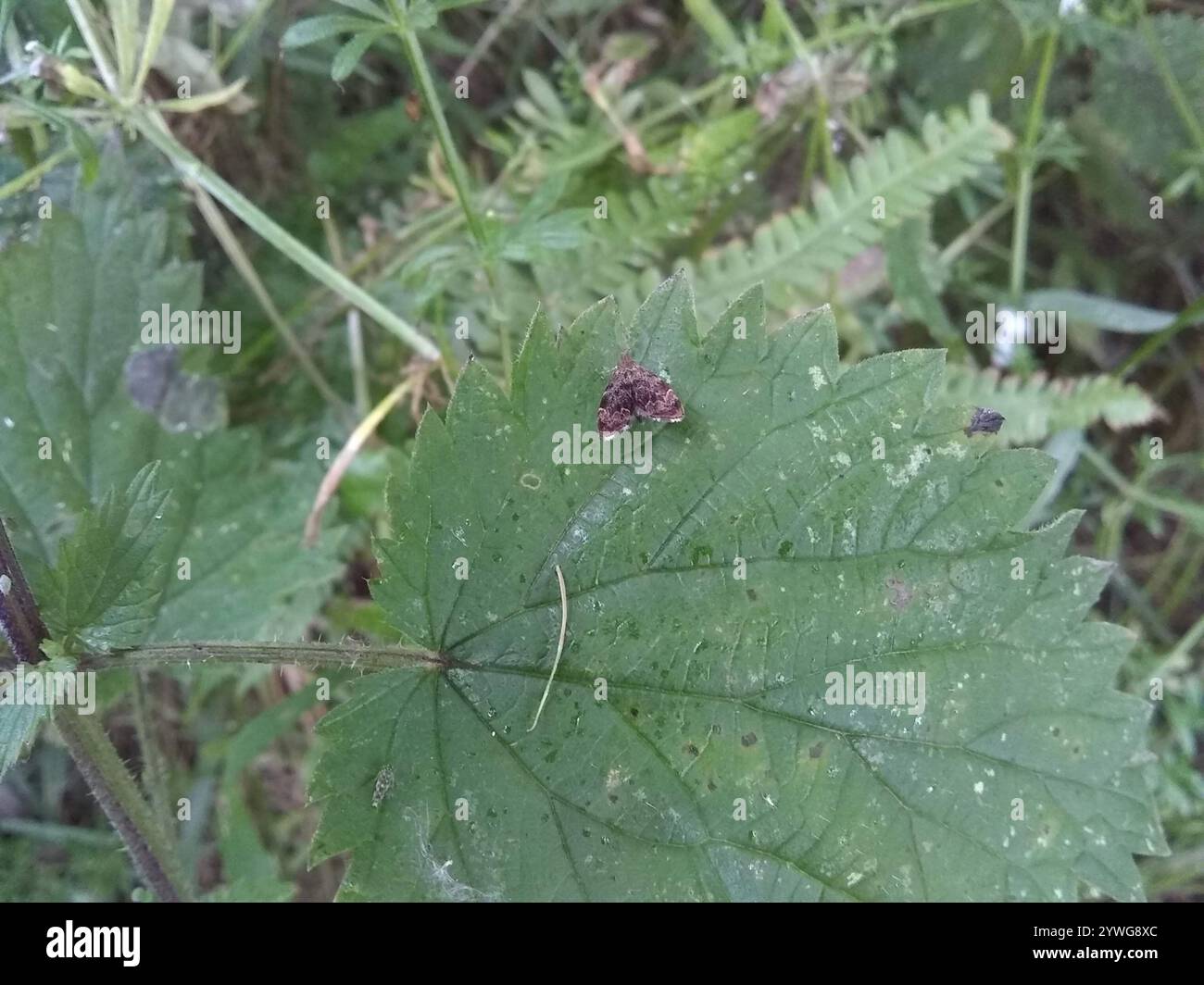 Common Nettle-tap (Anthophila fabriciana Stock Photo - Alamy