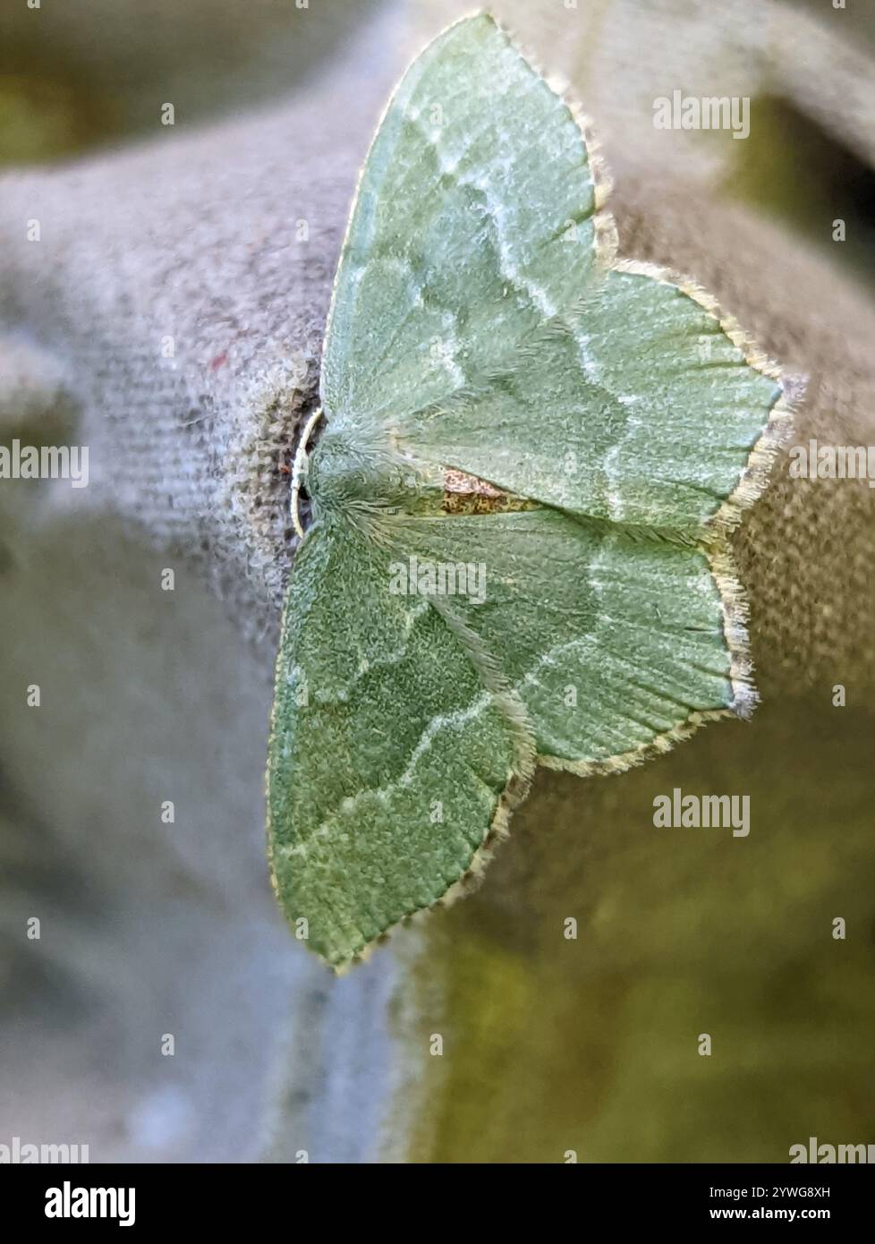 Common Emerald (Hemithea aestivaria Stock Photo - Alamy