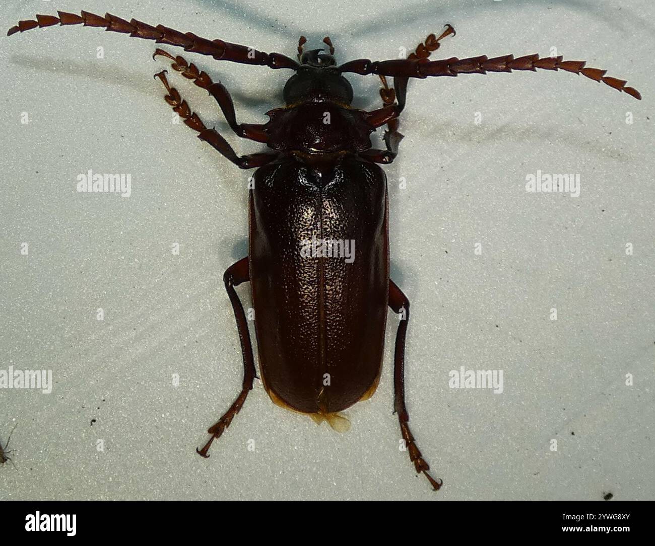 Tooth-necked Longhorn Beetle (Prionus pocularis Stock Photo - Alamy