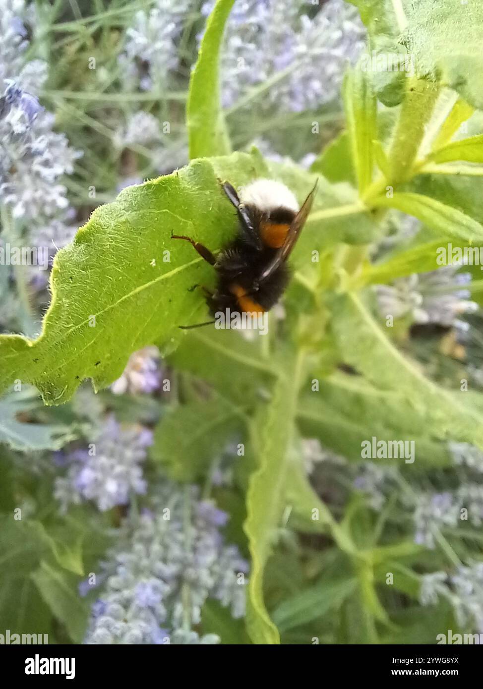 Buff-tailed Bumble Bee (Bombus terrestris Stock Photo - Alamy