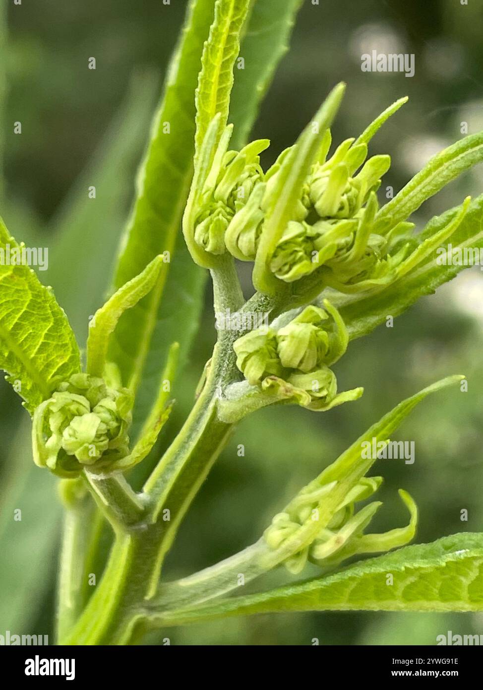 Wingstem (Verbesina alternifolia Stock Photo - Alamy
