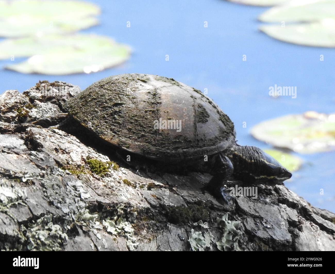 Eastern Musk Turtle (Sternotherus odoratus Stock Photo - Alamy