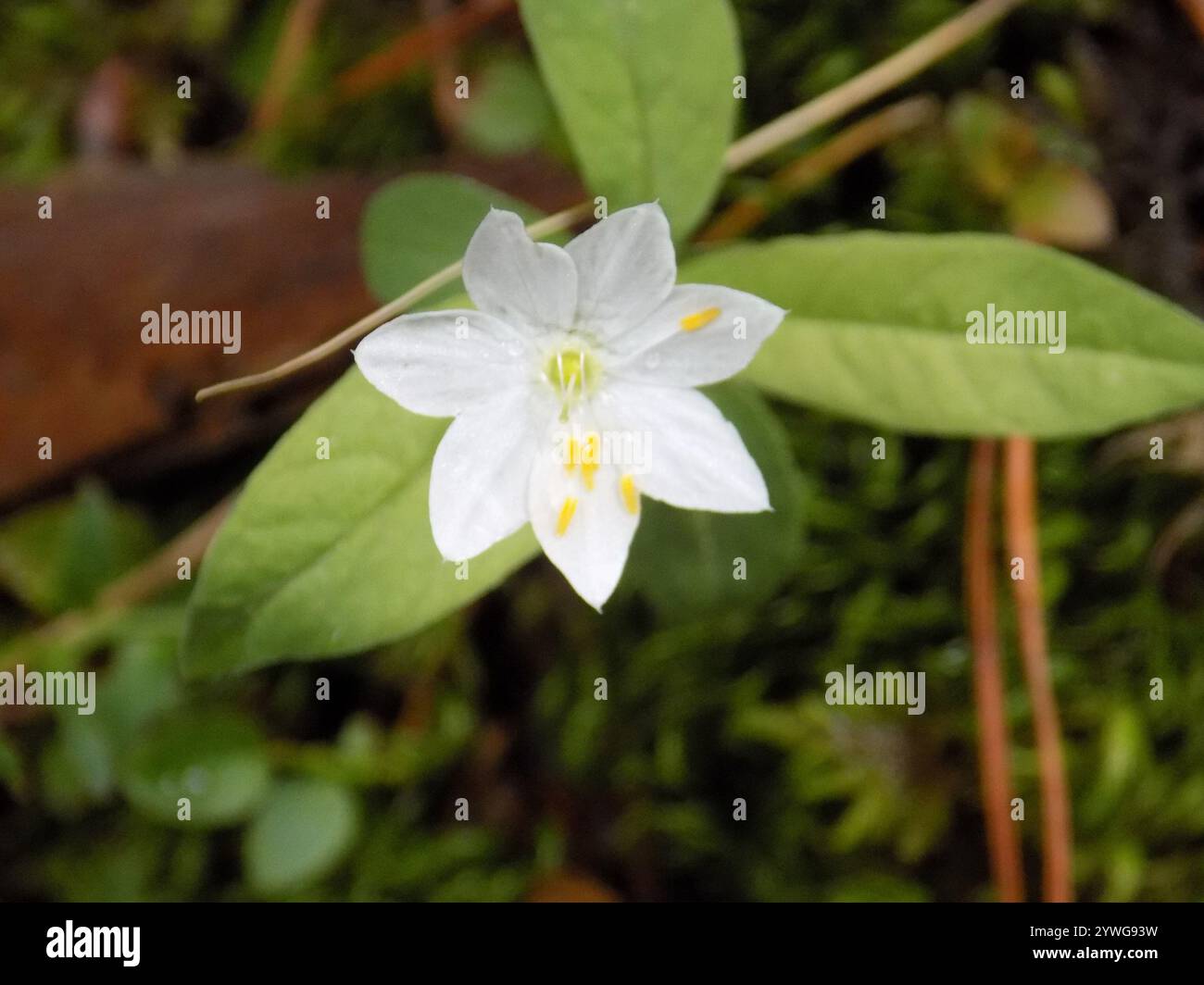 Arctic Starflower (Lysimachia europaea Stock Photo - Alamy