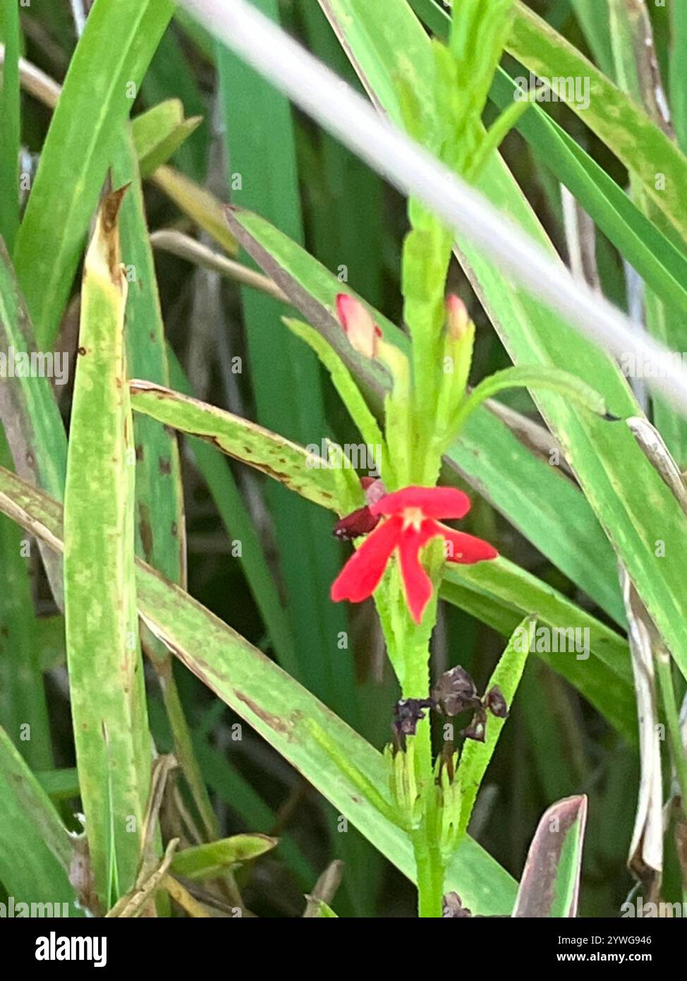 Witchweed (Striga asiatica Stock Photo - Alamy