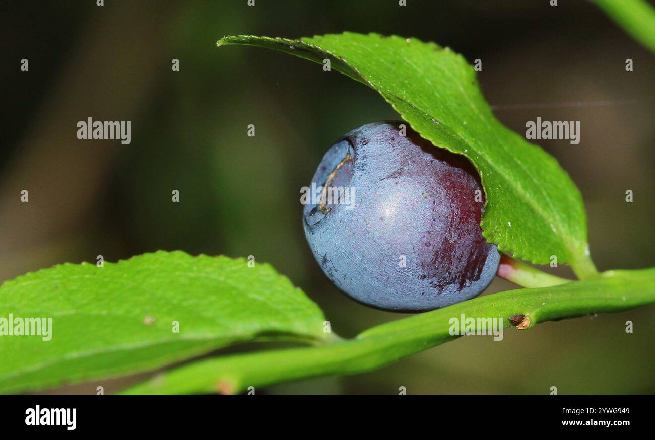 common bilberry (Vaccinium myrtillus Stock Photo - Alamy