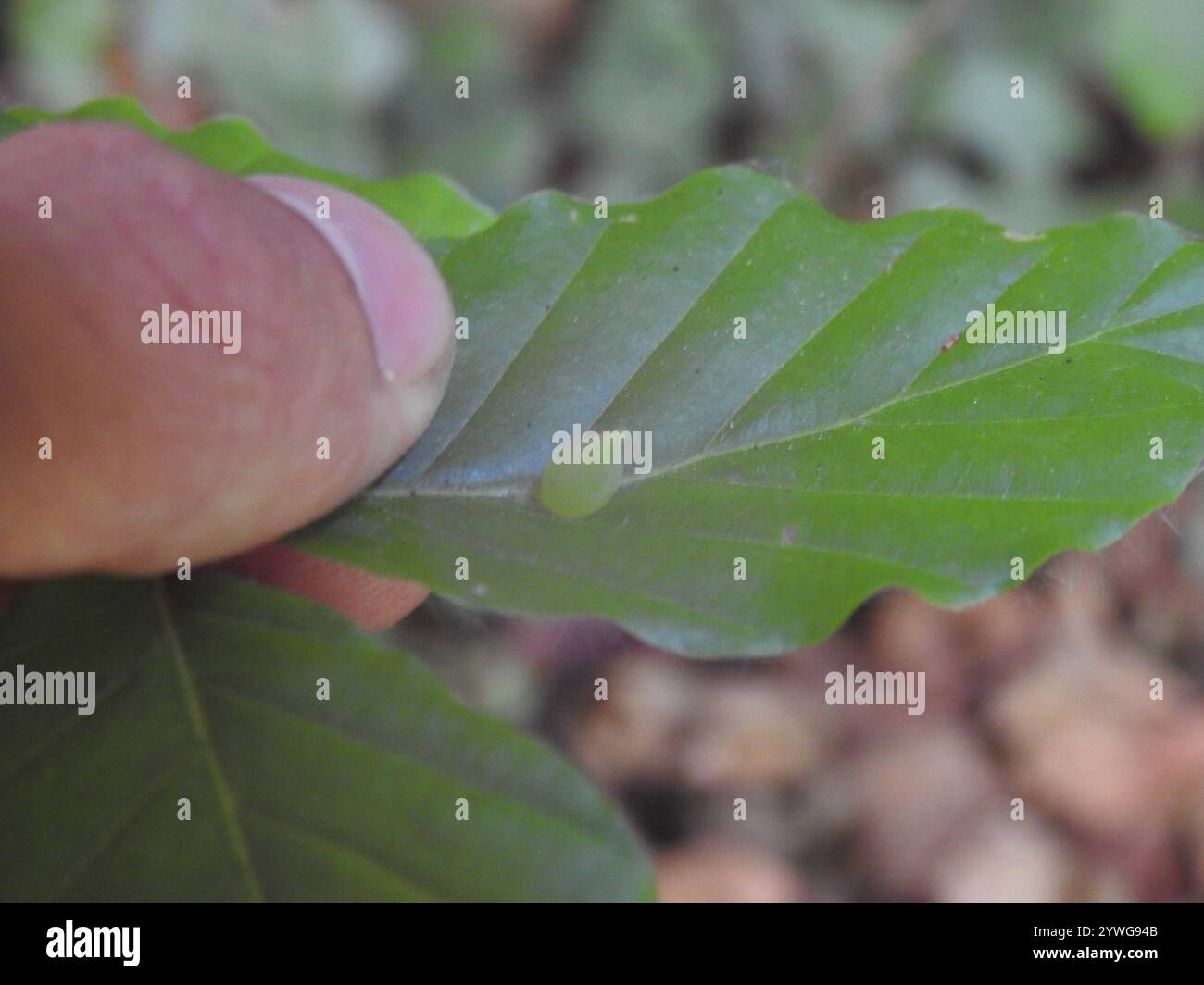 Beech Gall Midge (Mikiola fagi Stock Photo - Alamy