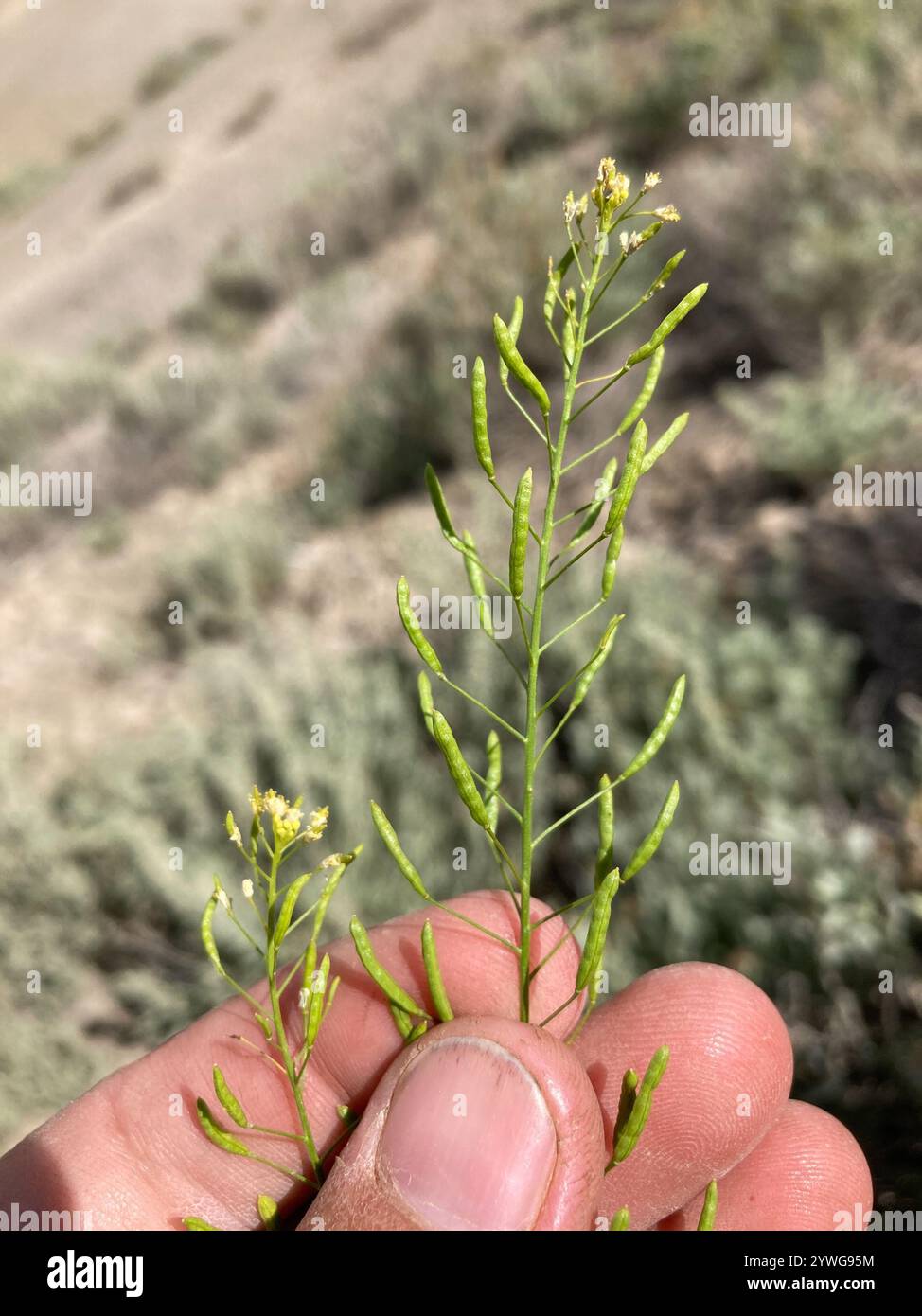 Western Tansymustard (Descurainia pinnata Stock Photo - Alamy