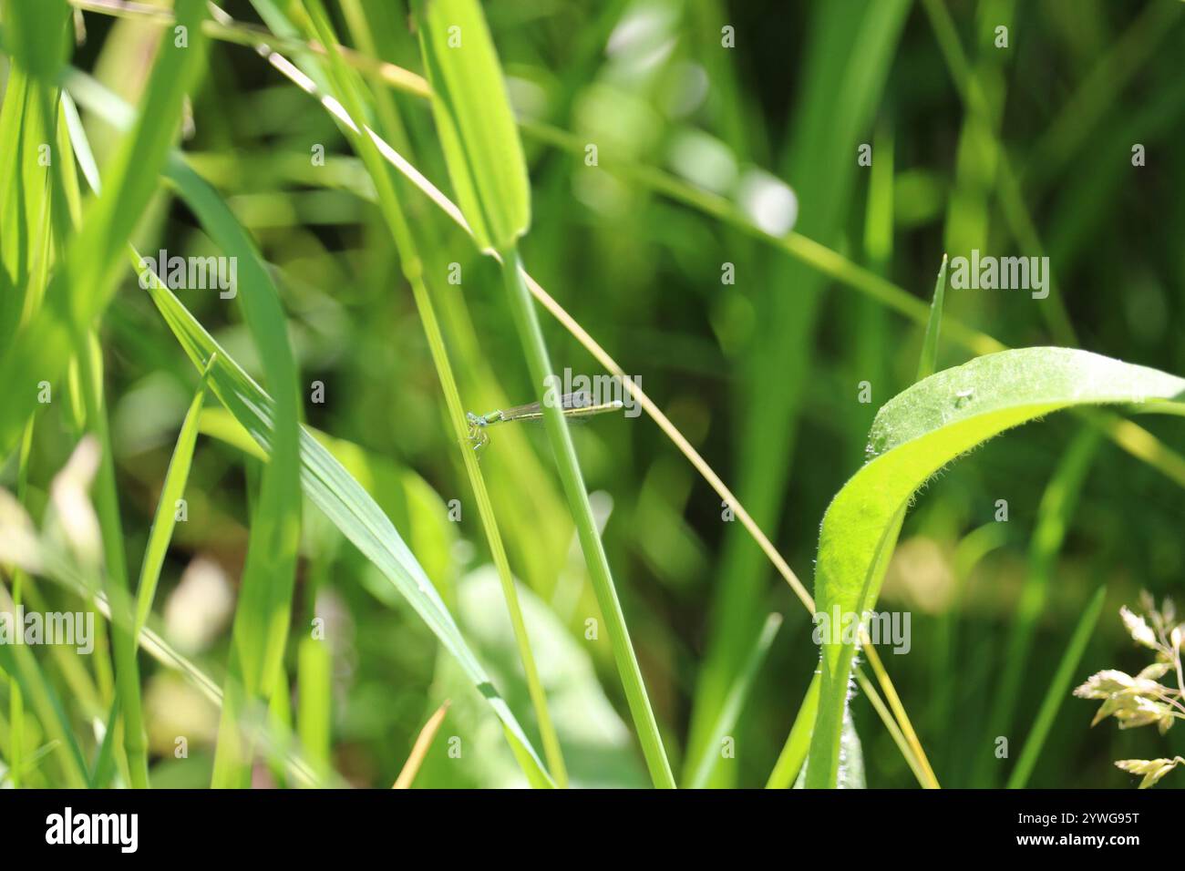 Narrow-winged Damselflies (Coenagrionidae Stock Photo - Alamy