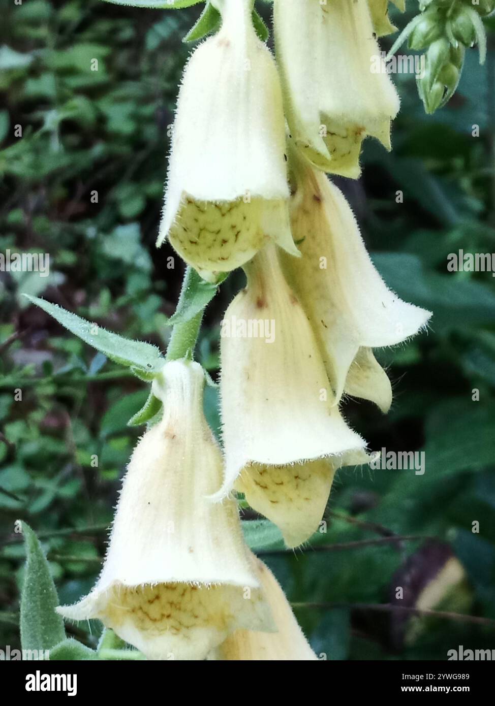 Yellow Foxglove (Digitalis grandiflora Stock Photo - Alamy