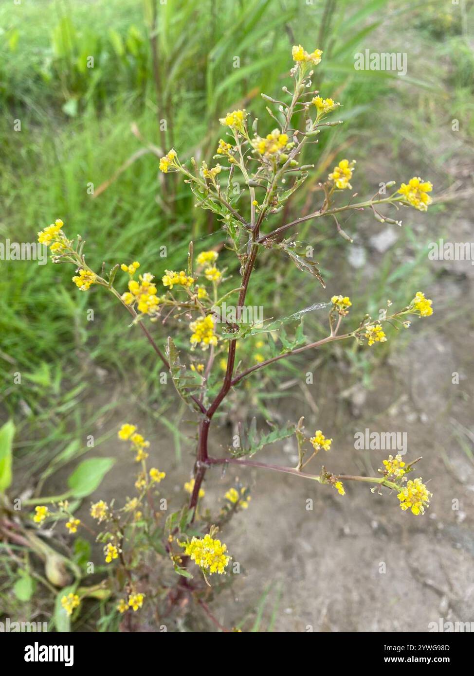 Bog Yellowcress (Rorippa palustris Stock Photo - Alamy