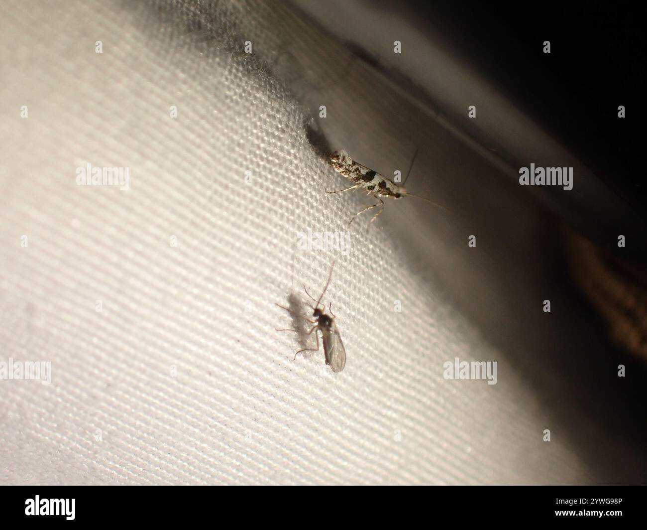 Apple Fruit Moth (Argyresthia conjugella Stock Photo - Alamy