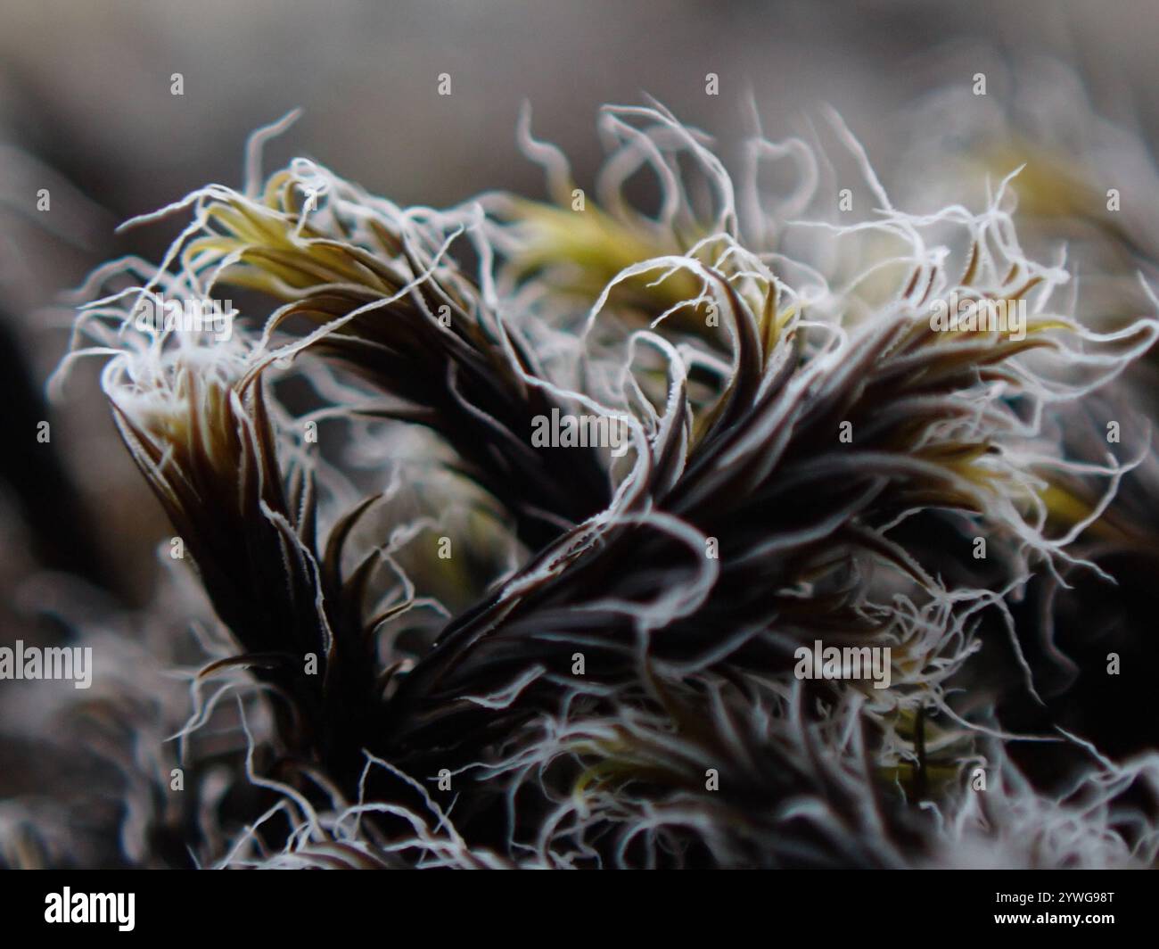 Woolly Fringe-moss (Racomitrium lanuginosum Stock Photo - Alamy