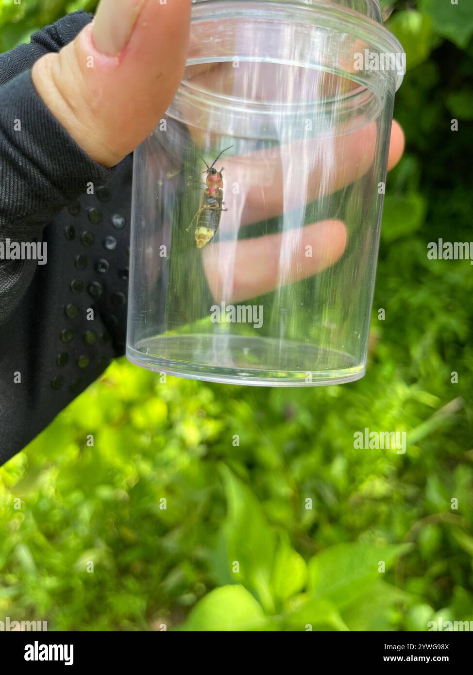 Common Eastern Firefly (Photinus pyralis Stock Photo - Alamy