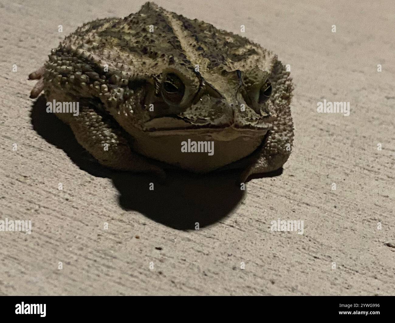 Gulf Coast Toad (Incilius nebulifer Stock Photo - Alamy
