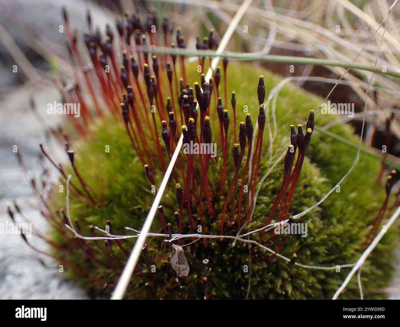 Tetraplodon mnioides hi-res stock photography and images - Alamy