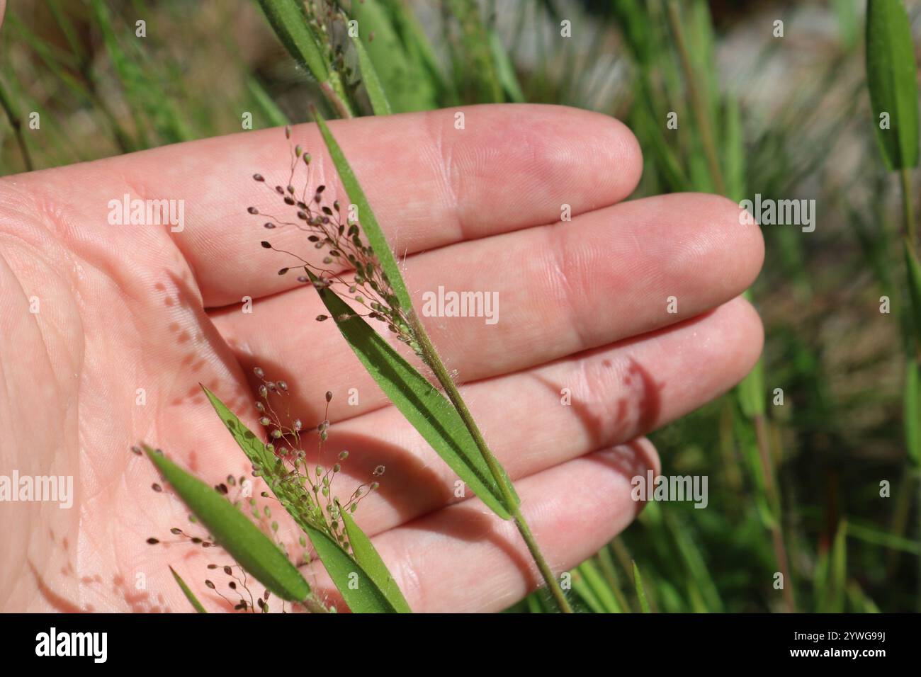 hairy rosette-panicgrass (Dichanthelium acuminatum Stock Photo - Alamy