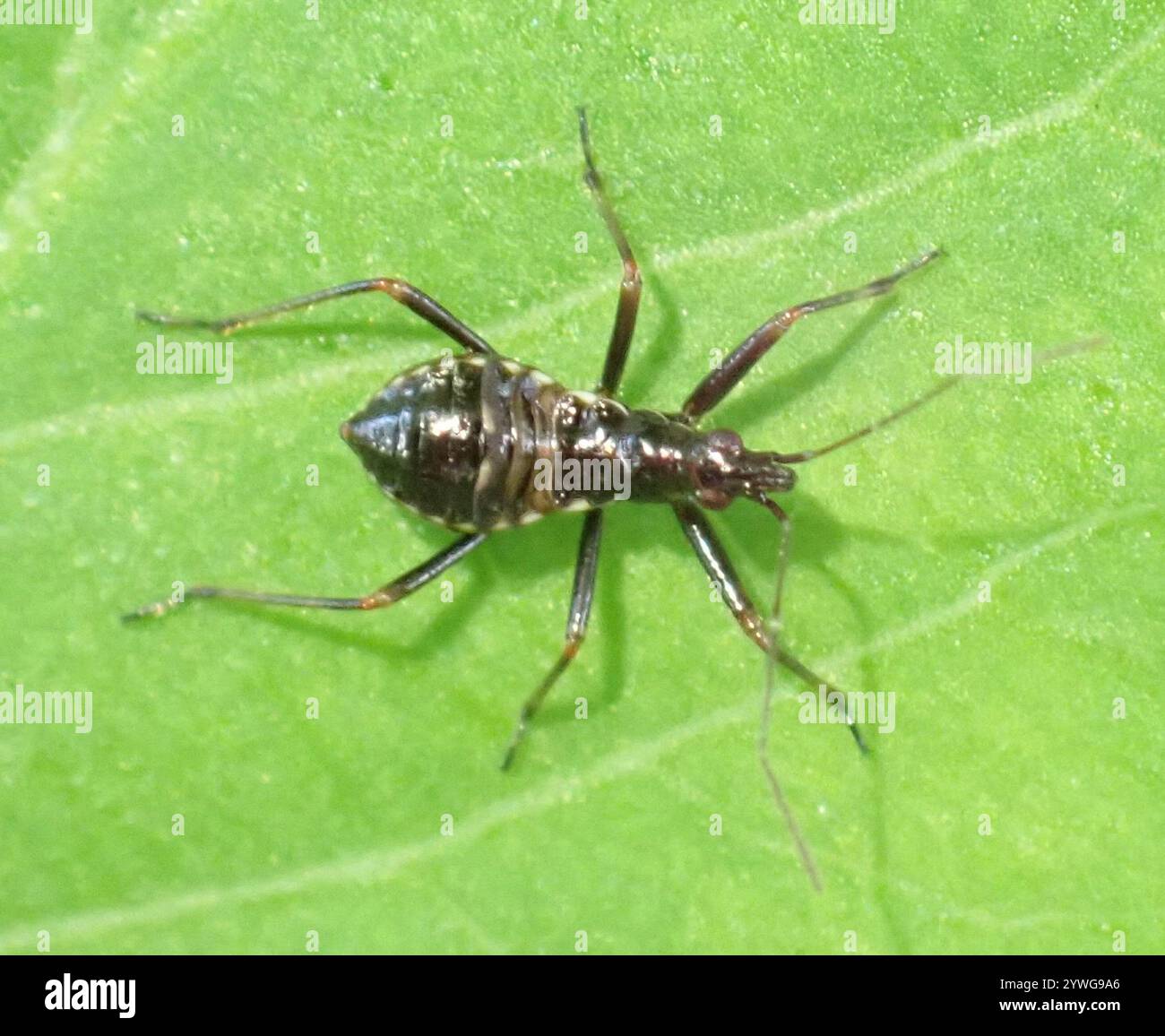 Tree Damsel Bug (Himacerus apterus Stock Photo - Alamy