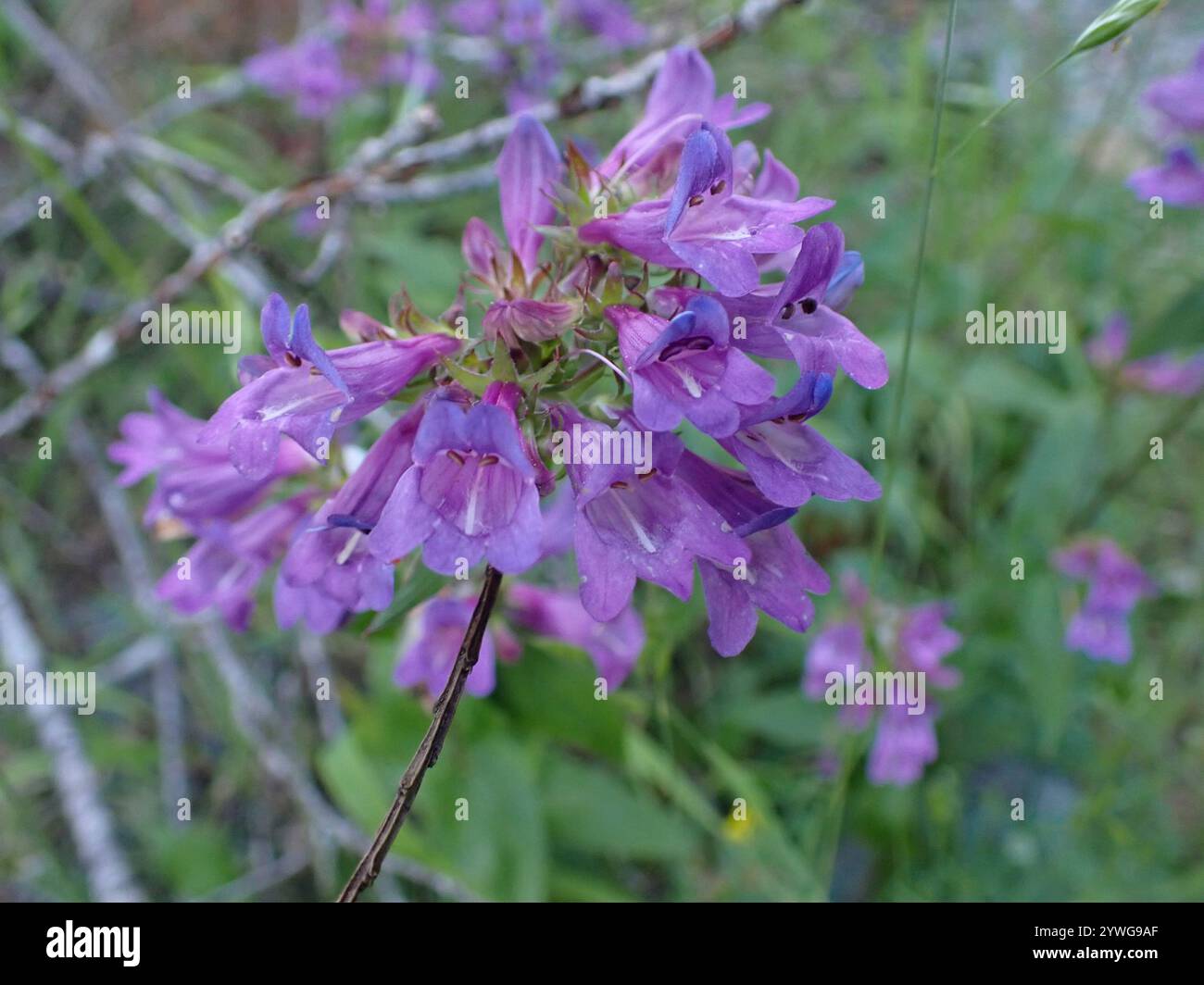 Cascade Beardtongue (Penstemon serrulatus Stock Photo - Alamy