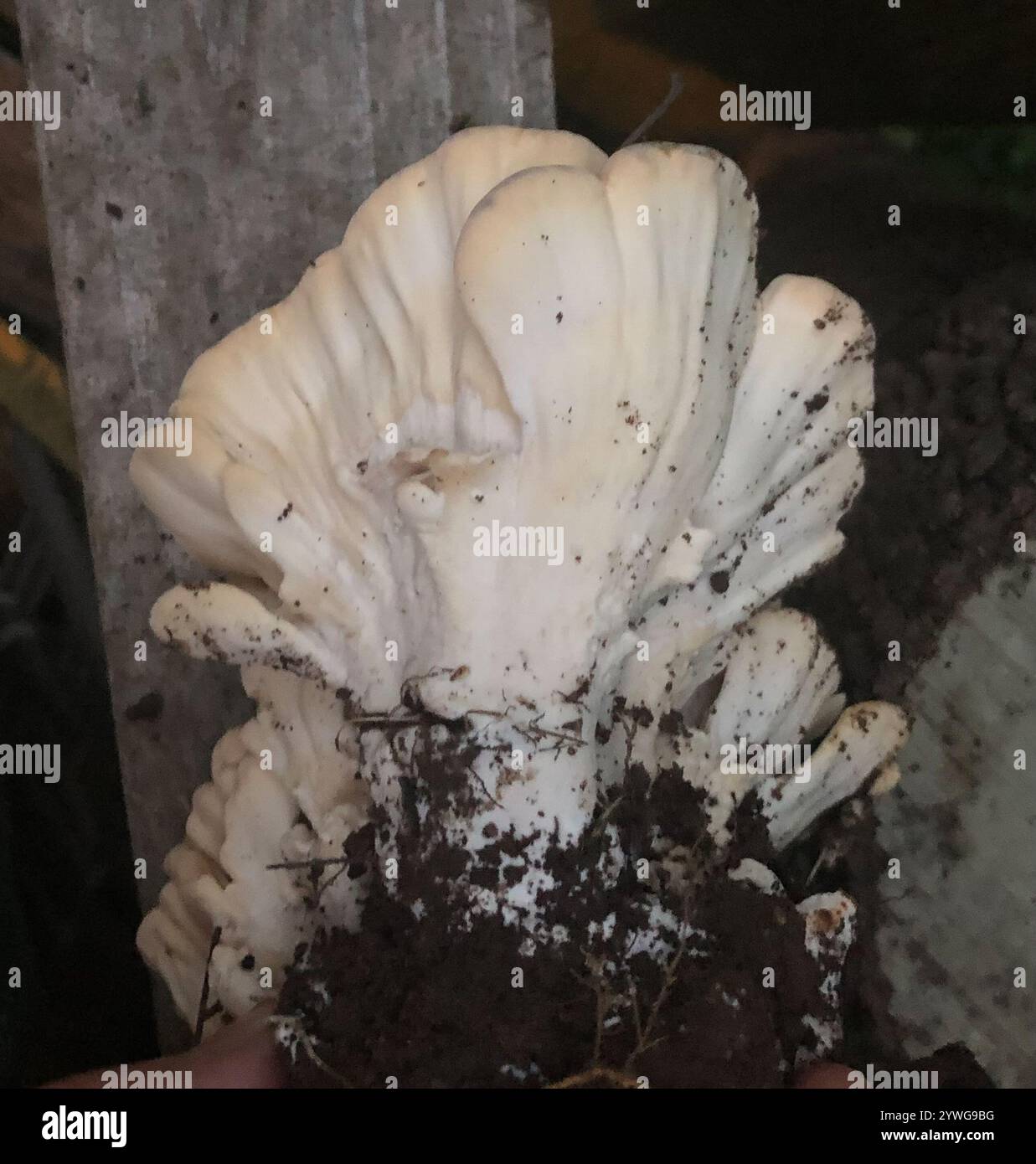 Black-staining Polypore (Meripilus sumstinei Stock Photo - Alamy