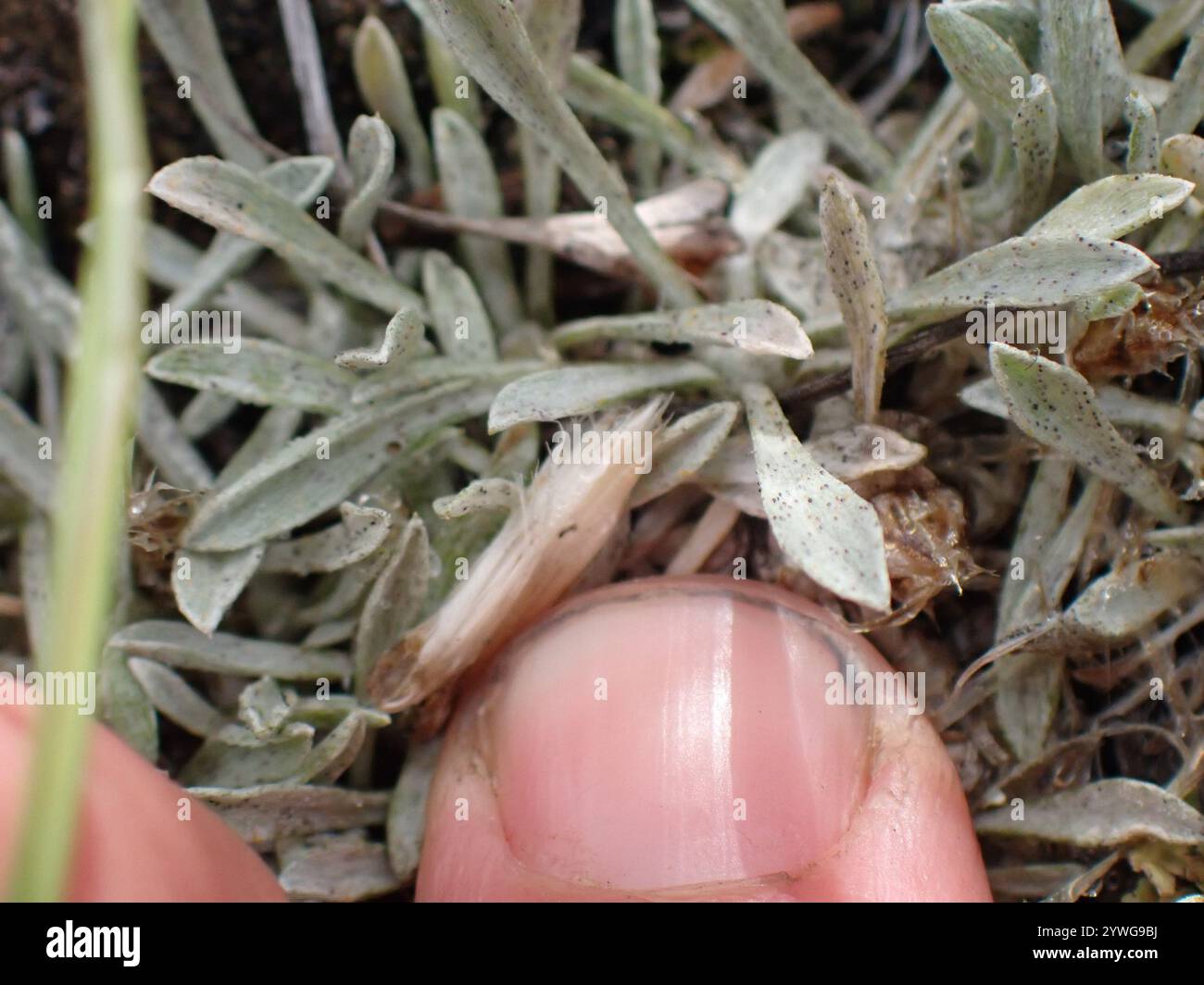 Low Pussytoes (Antennaria dimorpha Stock Photo - Alamy