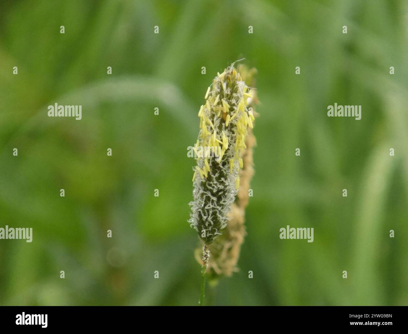 Foxtail grasses (Alopecurus Stock Photo - Alamy