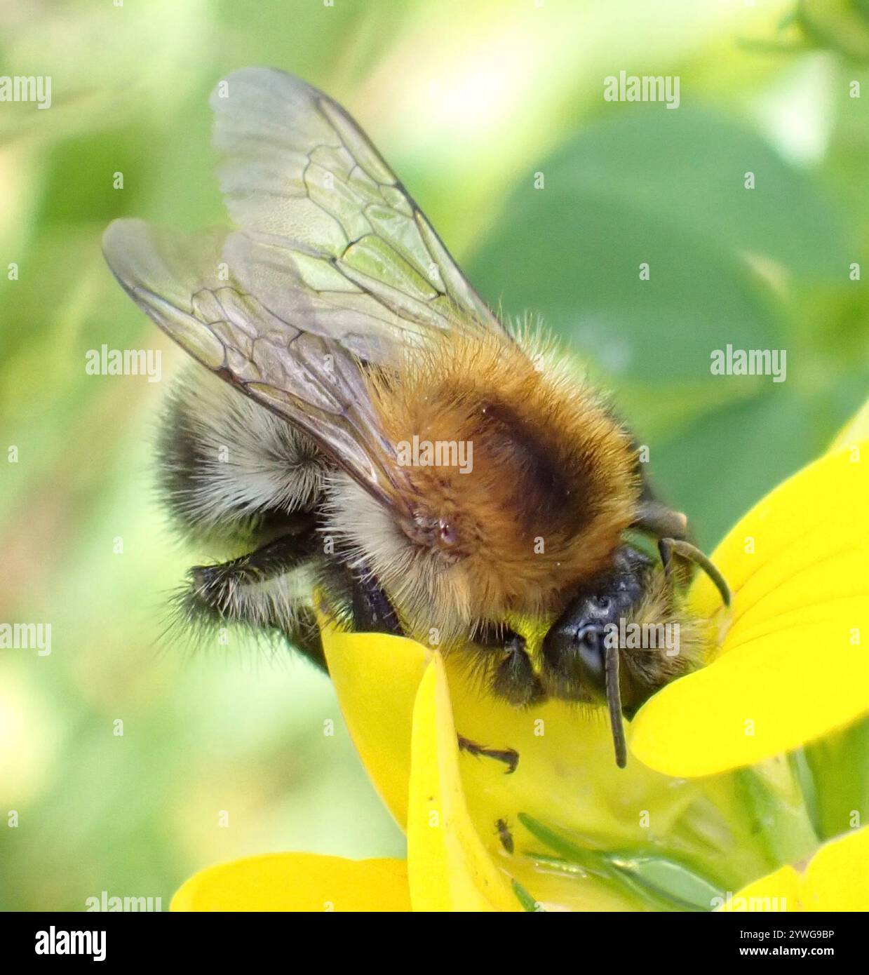 Common Carder Bumble Bee (Bombus pascuorum Stock Photo - Alamy