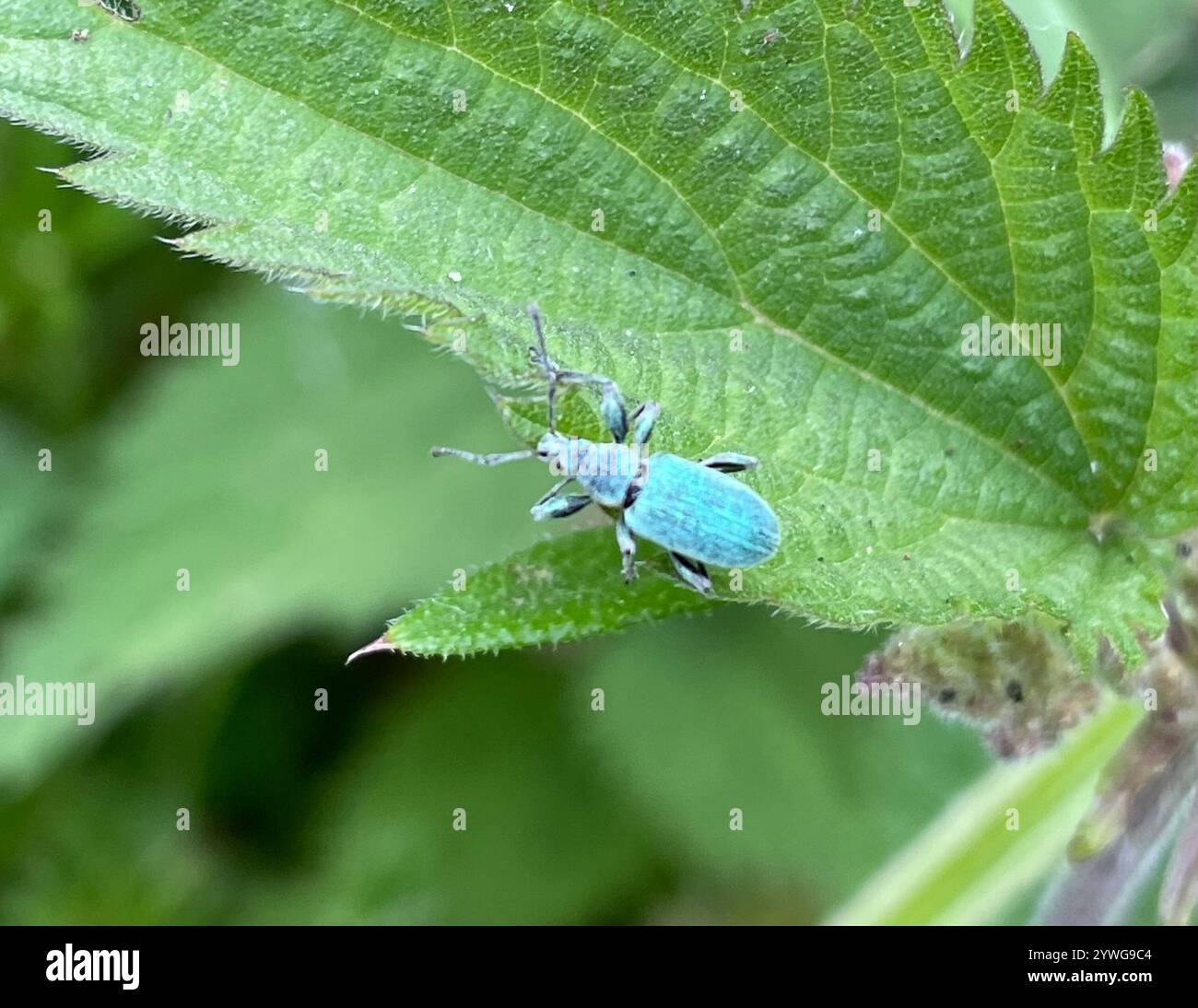 Nettle weevil (Phyllobius pomaceus Stock Photo - Alamy