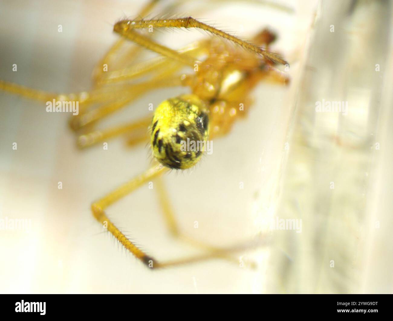 Candy-striped Spider complex (Enoplognatha ovata Stock Photo - Alamy