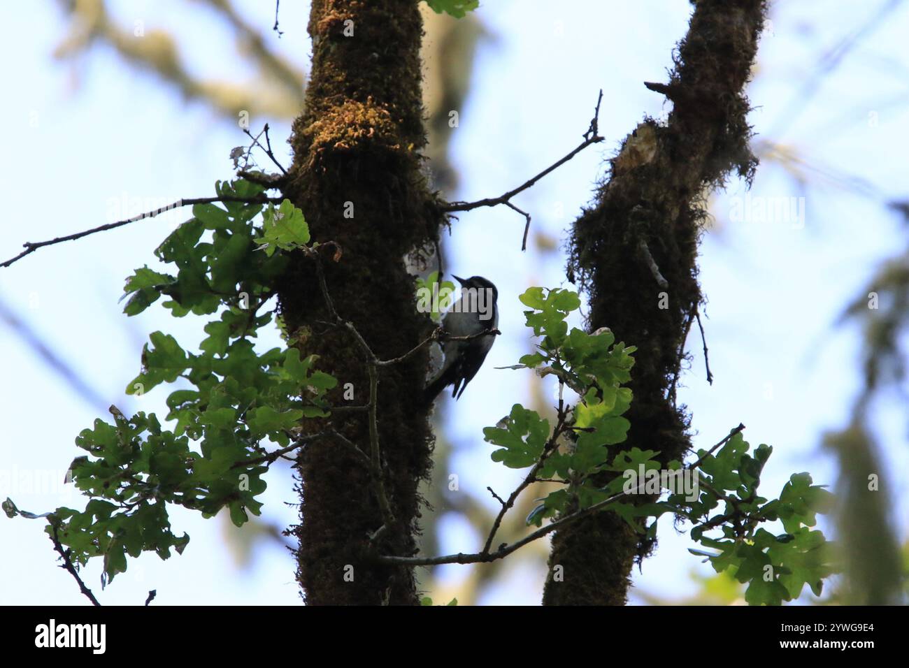 Downy Woodpecker (Dryobates pubescens Stock Photo - Alamy