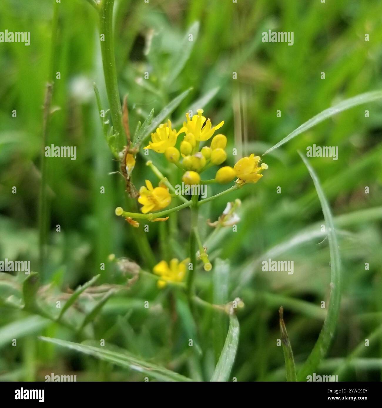 Creeping Yellowcress (Rorippa sylvestris Stock Photo - Alamy