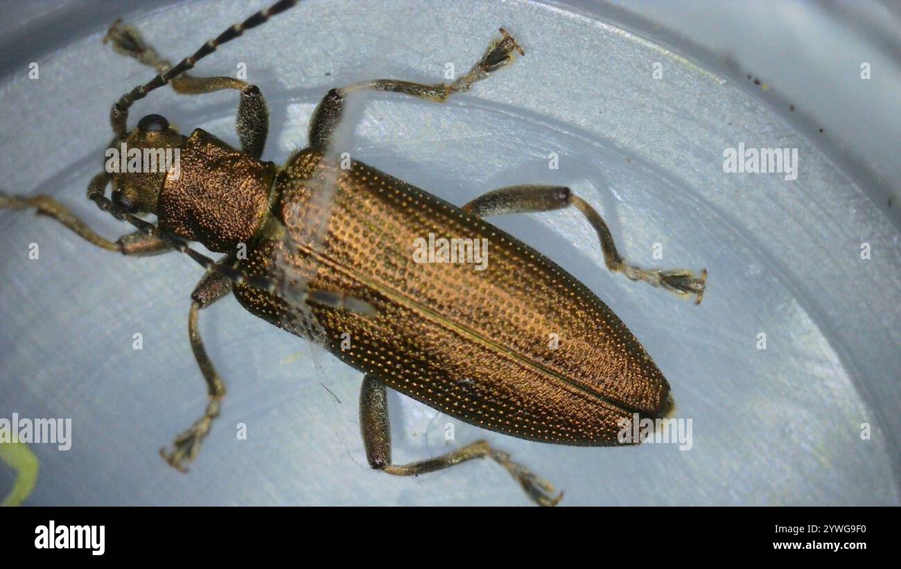 plain reed beetle (Donacia simplex Stock Photo - Alamy