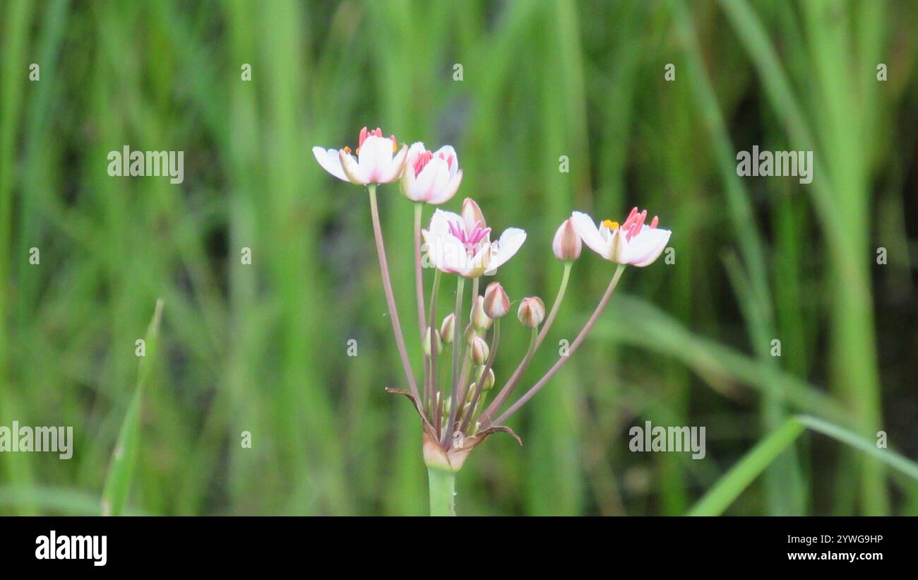 Flowering-rush (Butomus umbellatus Stock Photo - Alamy